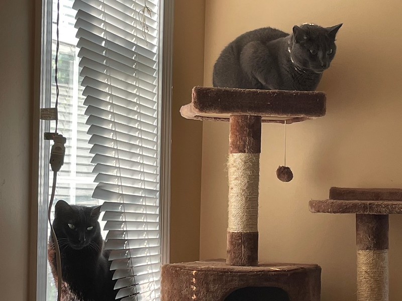 Caturday: A Pair Of Aces – FIRST DRAFT