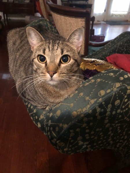 Friday Catblogging: Perry Rocks – FIRST DRAFT