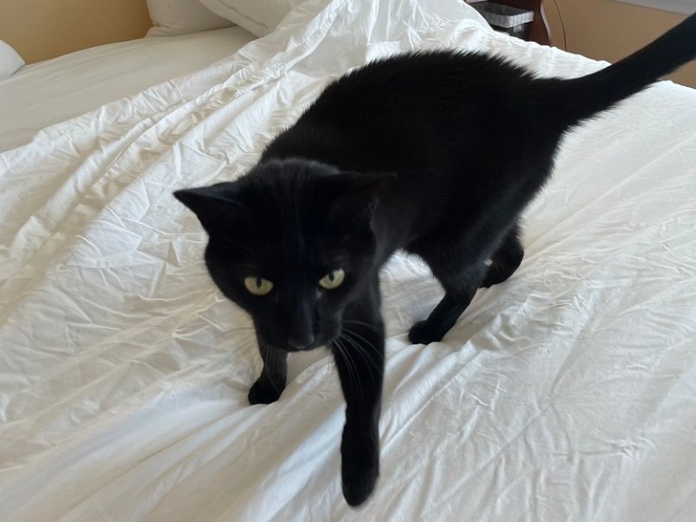 Caturday: A Helping Hand – FIRST DRAFT