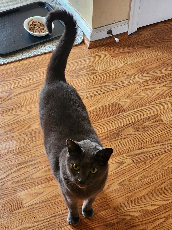 Caturday: Weiner Dog Cat – FIRST DRAFT