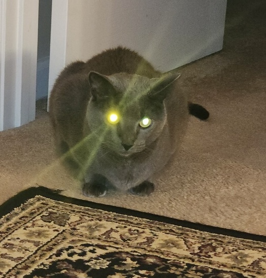 Caturday: Secret Agent Cat – FIRST DRAFT