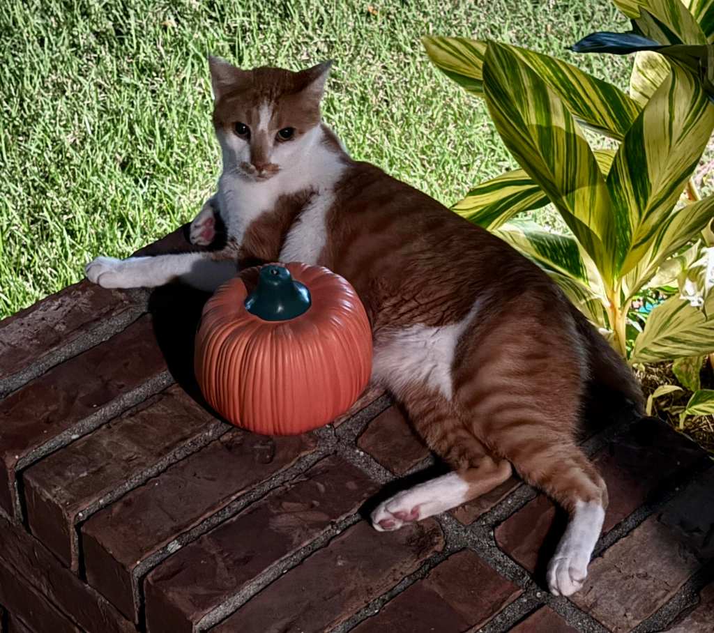 Friday Guest Catblogging: Still Life With Pumpkin – FIRST DRAFT